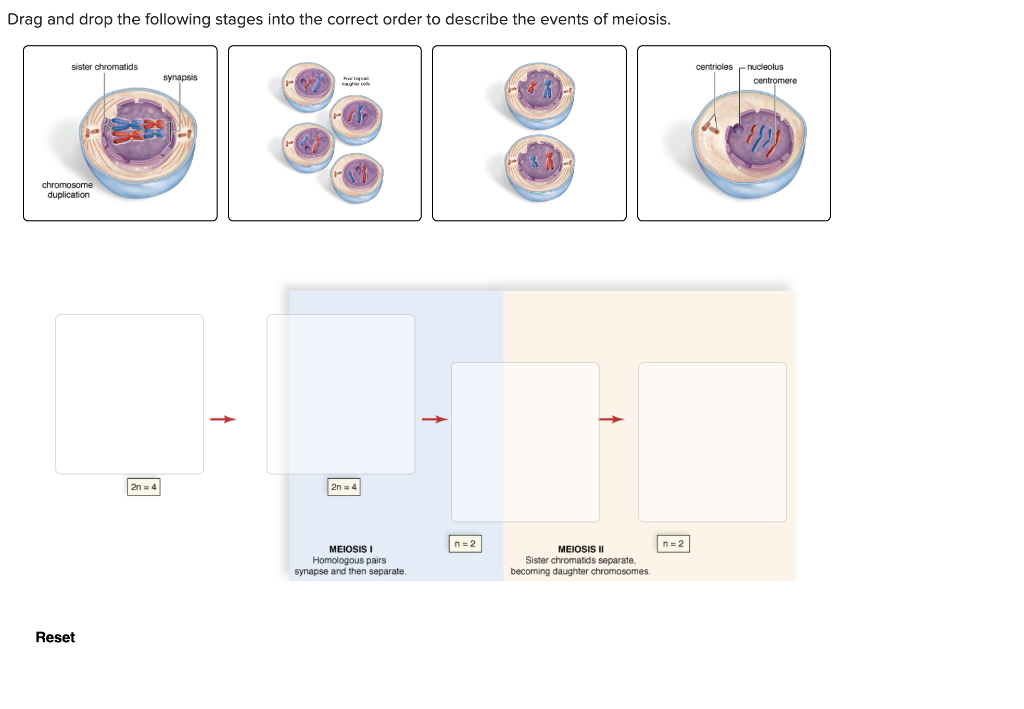 Solved: Drag And Drop The Following Stages Into The Correc... | Chegg.com