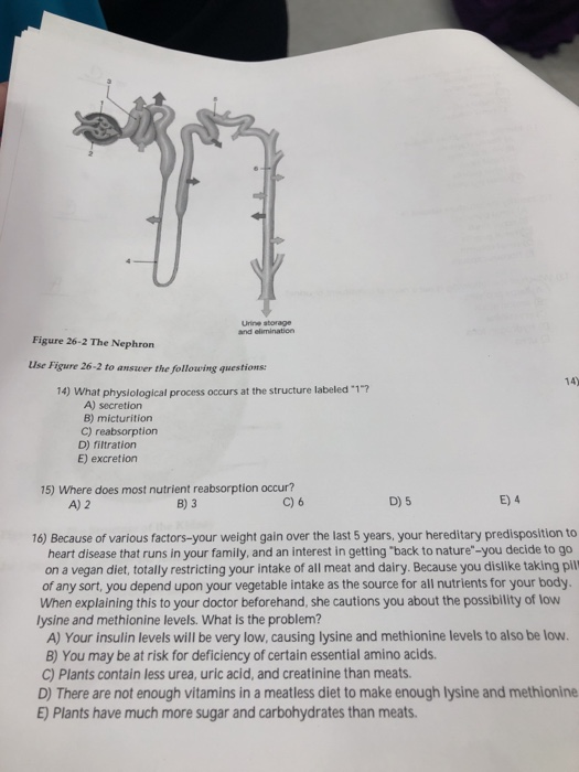 Solved: Urine Storage Figure 26-2 The Nephron Use Figure 2... | Chegg.com Solved: Urine Storage Figure 26-2 The Nephron Use Figure 2... | Chegg.com