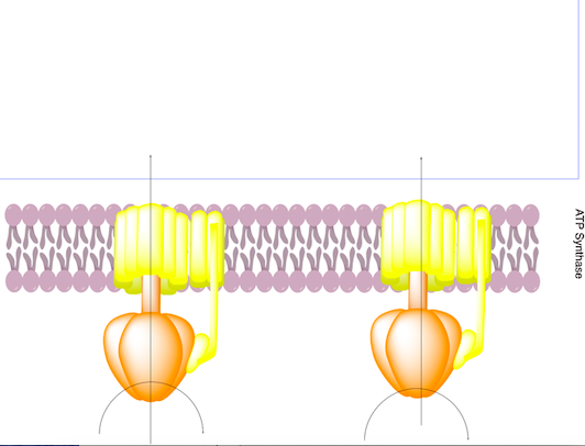 Solved ATP Synthase | Chegg.com