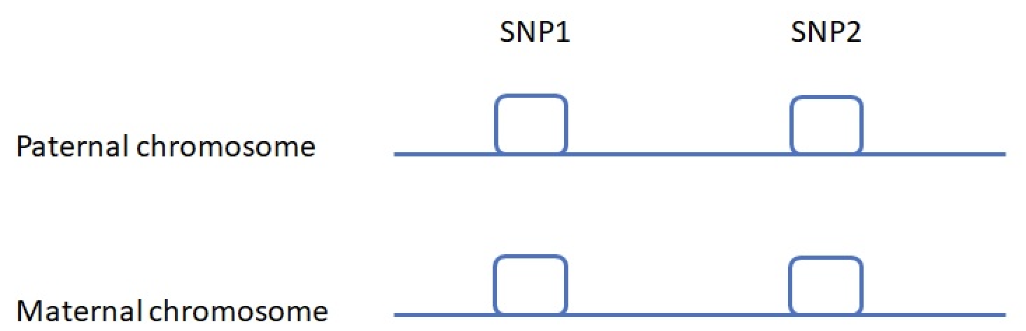 Solved Imagine two hypothetical SNPs called SNP1 and SNP2 | Chegg.com