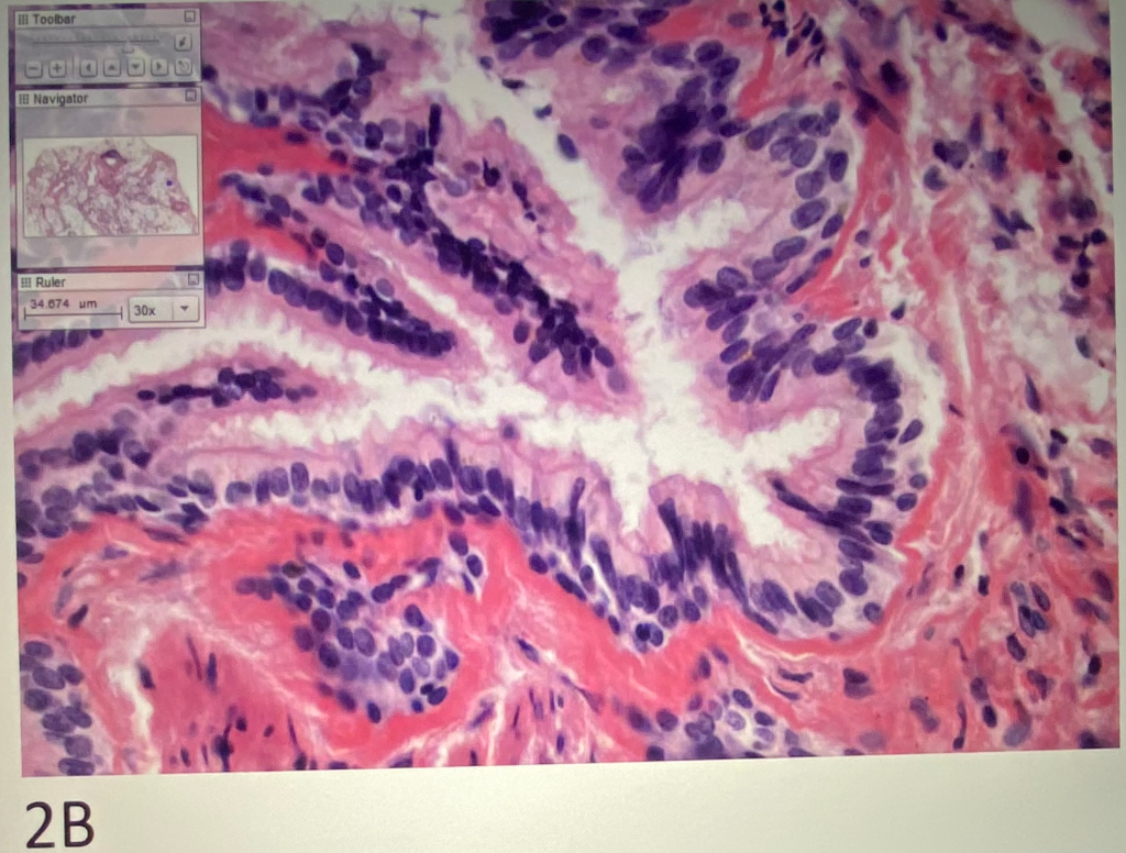 Solved PART III: Tissues, Organs, and Organ Systems For this | Chegg.com