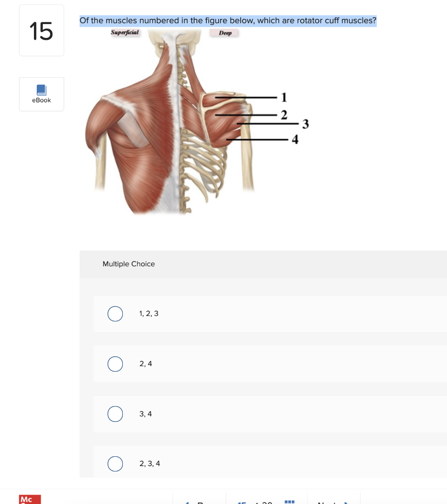 Solved 15 Of the muscles numbered in the figure below, which | Chegg.com