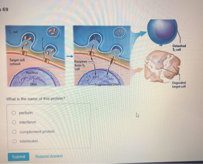 Solved 69 Te cell Detached Tc cell Target cell cytosol | Chegg.com