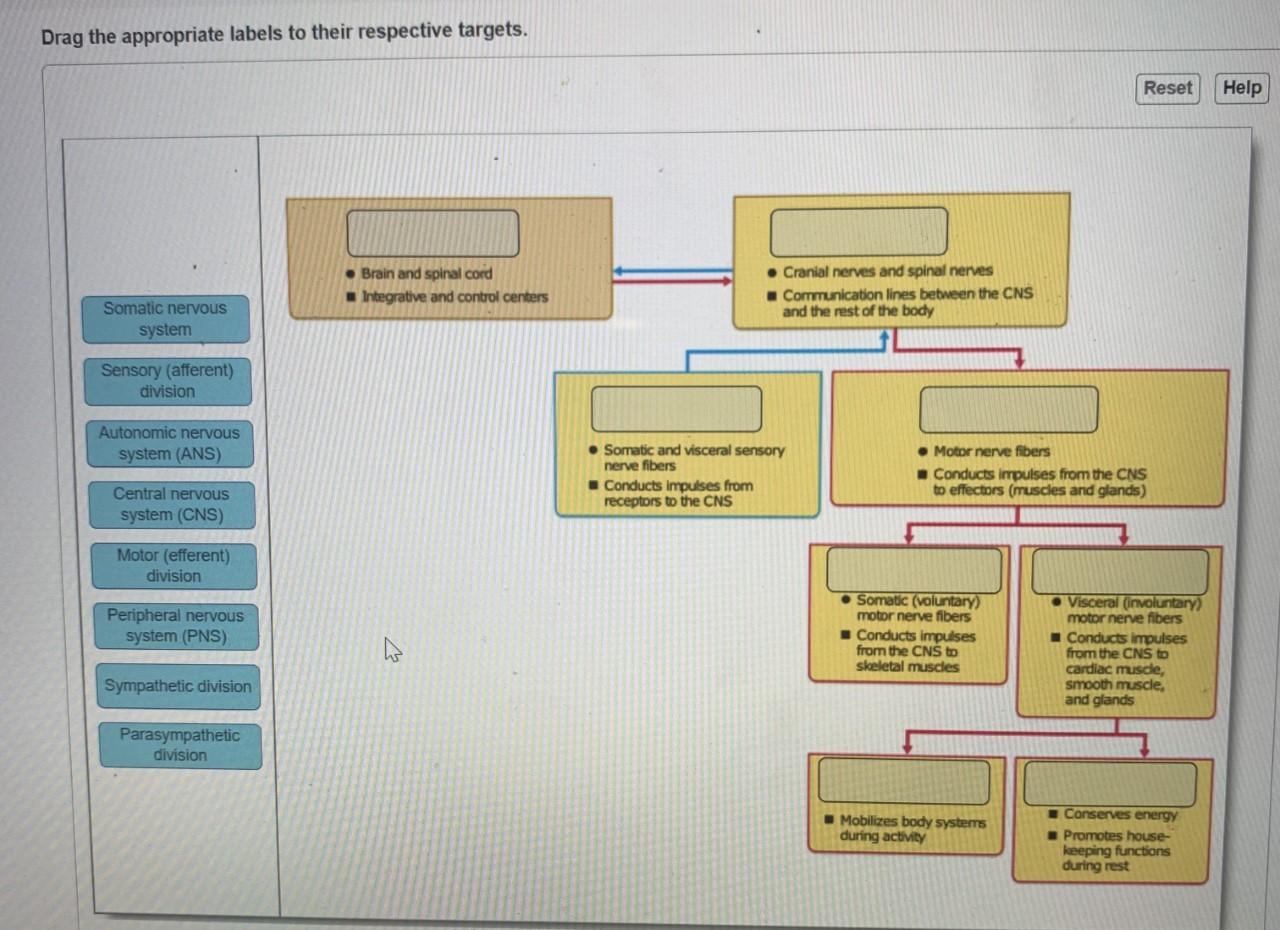 Solved Drag the appropriate labels to their respective | Chegg.com