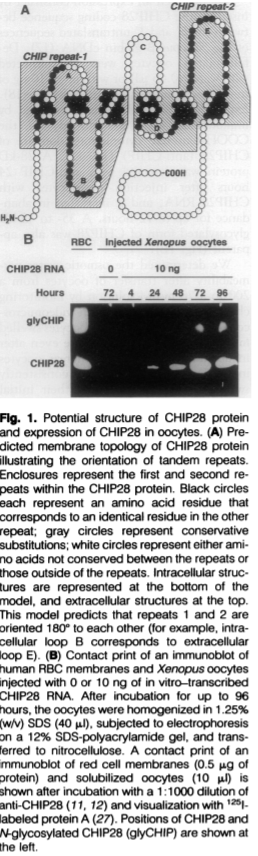 CHIP repeat-2 CHIP repeat-1 00000-COOH HẠNH RBC | Chegg.com