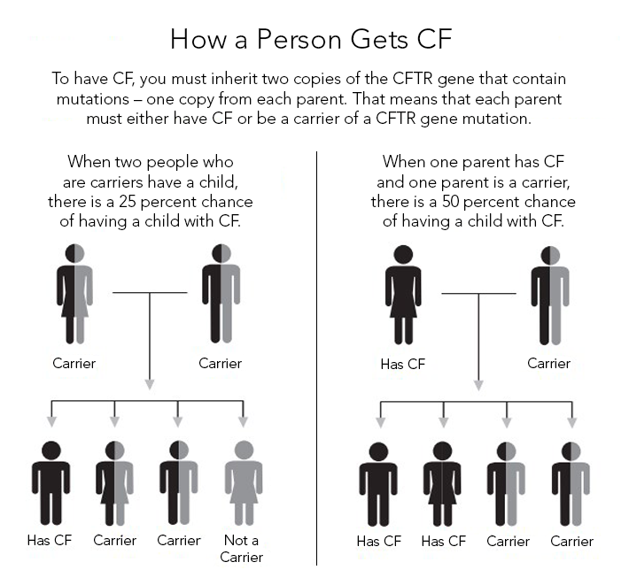 Solved How a Person Gets CF To have CF, you must inherit two | Chegg.com