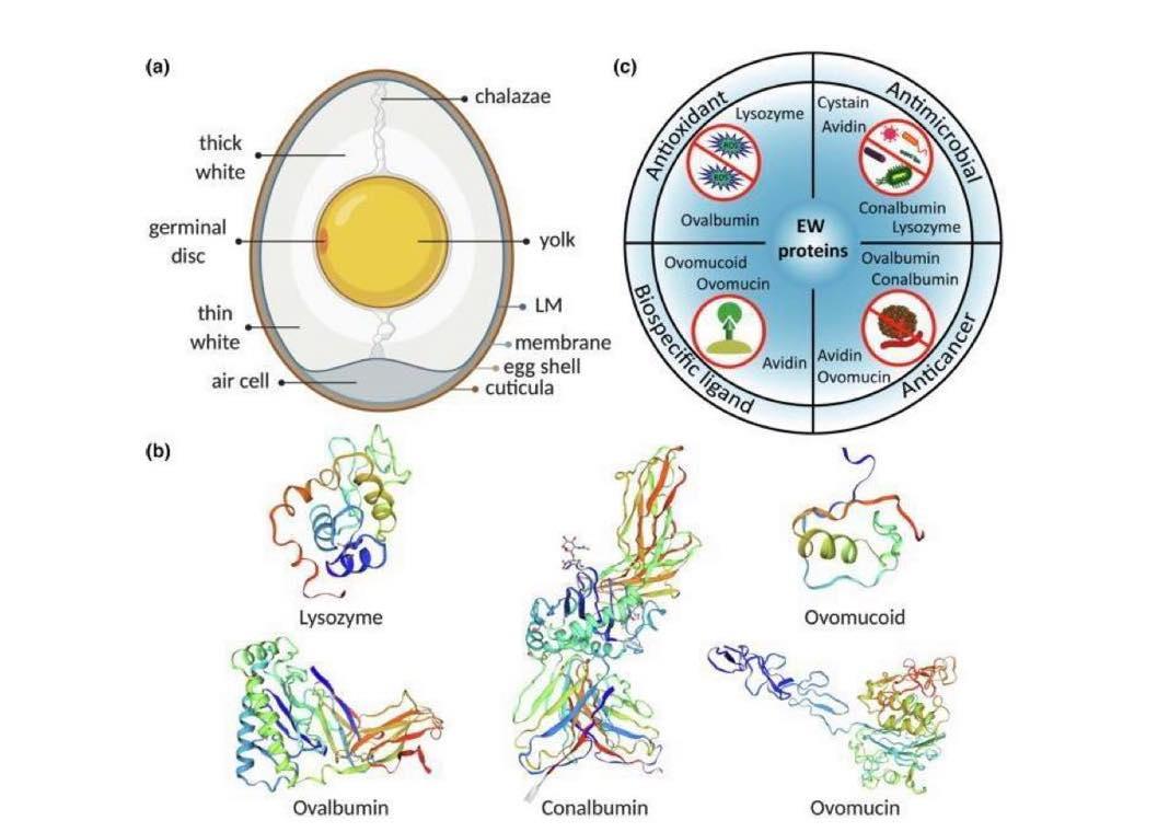 Solved (a) (b) Lysozyme Ovalbumin Conalbumin Ovomucin | Chegg.com