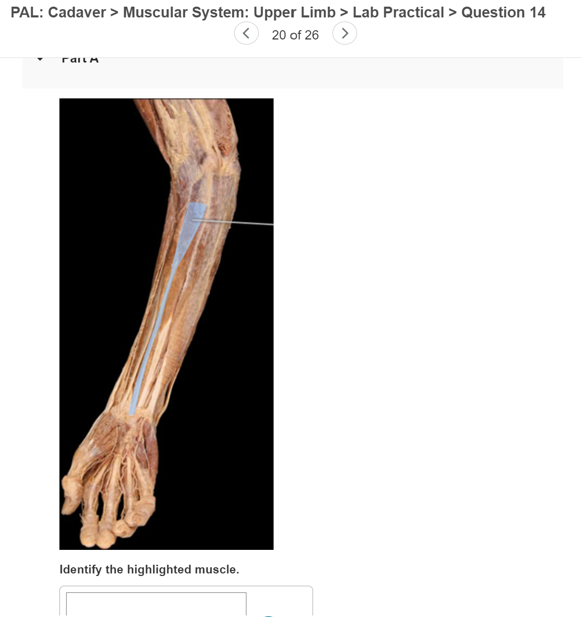 Solved PAL: Cadaver > Muscular System: Head and Neck > Lab | Chegg.com