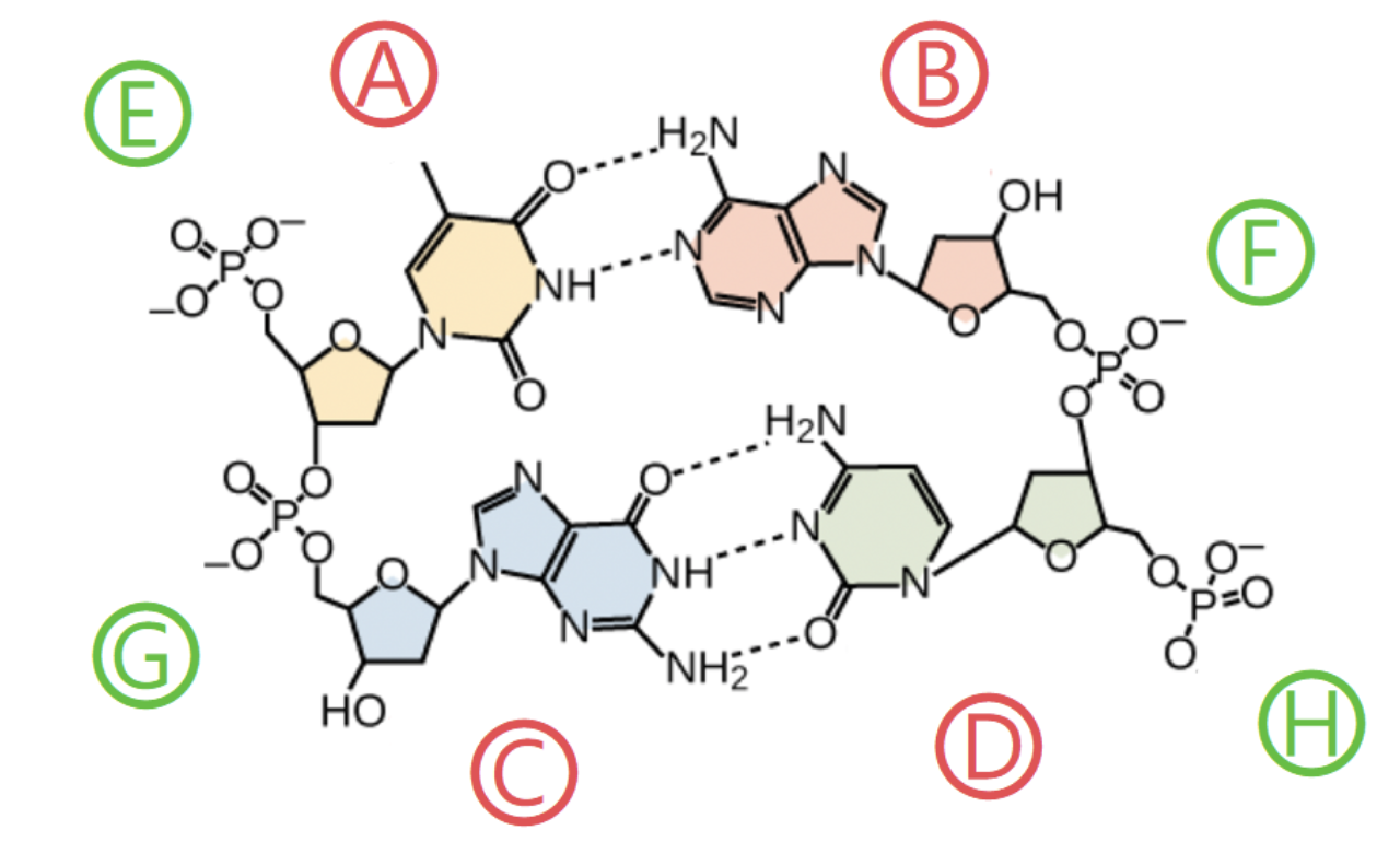 Solved On the diagram of base pairing nucleotides where | Chegg.com