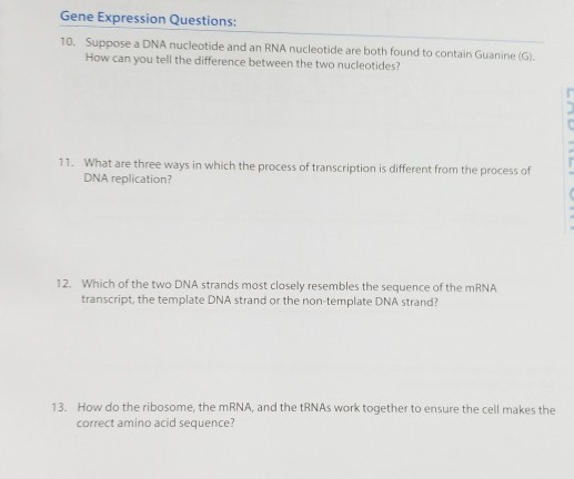 Solved Gene Expression Questions: Suppose a DNA nucleotide | Chegg.com
