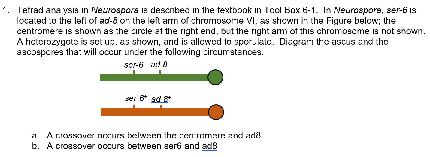 Solved Tetrad analysis in Neurospora is described in the | Chegg.com
