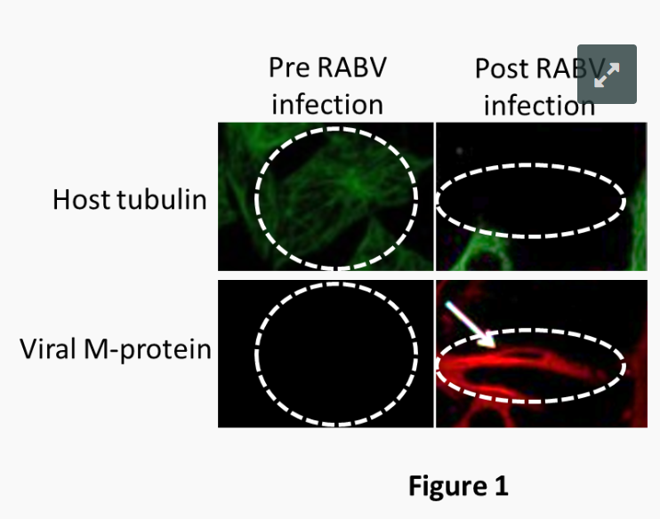 Solved Rabies, caused by rabies virus (RABV), poses a severe | Chegg.com