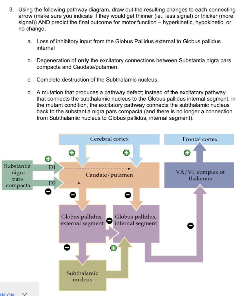 3. Using the following pathway diagram, draw out the | Chegg.com