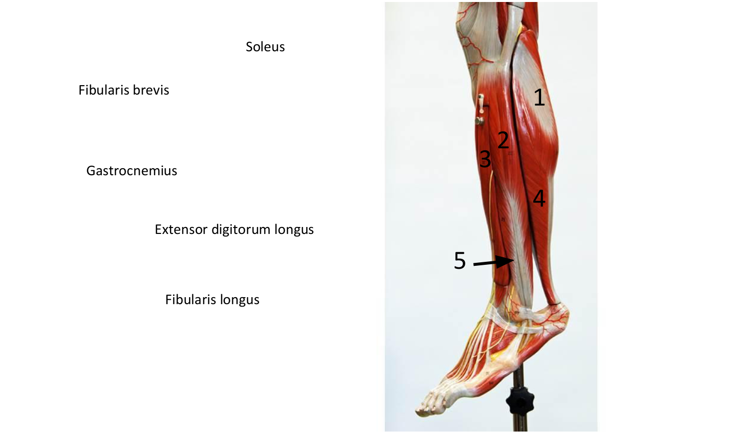 Fibularis Longus