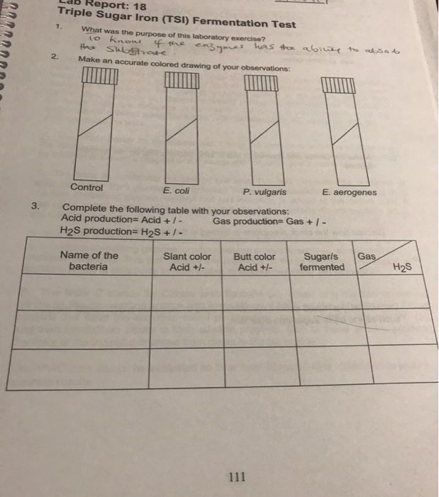 Solved Lab Report: 18 Triple Sugar Iron (TSI) Fermentation | Chegg.com