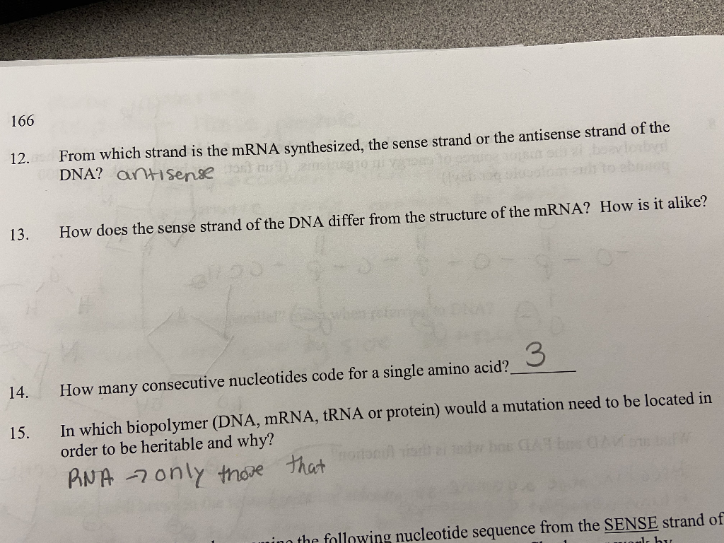 Solved 166 12. From which strand is the mRNA synthesized, | Chegg.com