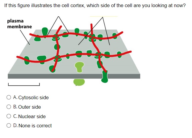 If this figure illustrates the cell cortex, which | Chegg.com