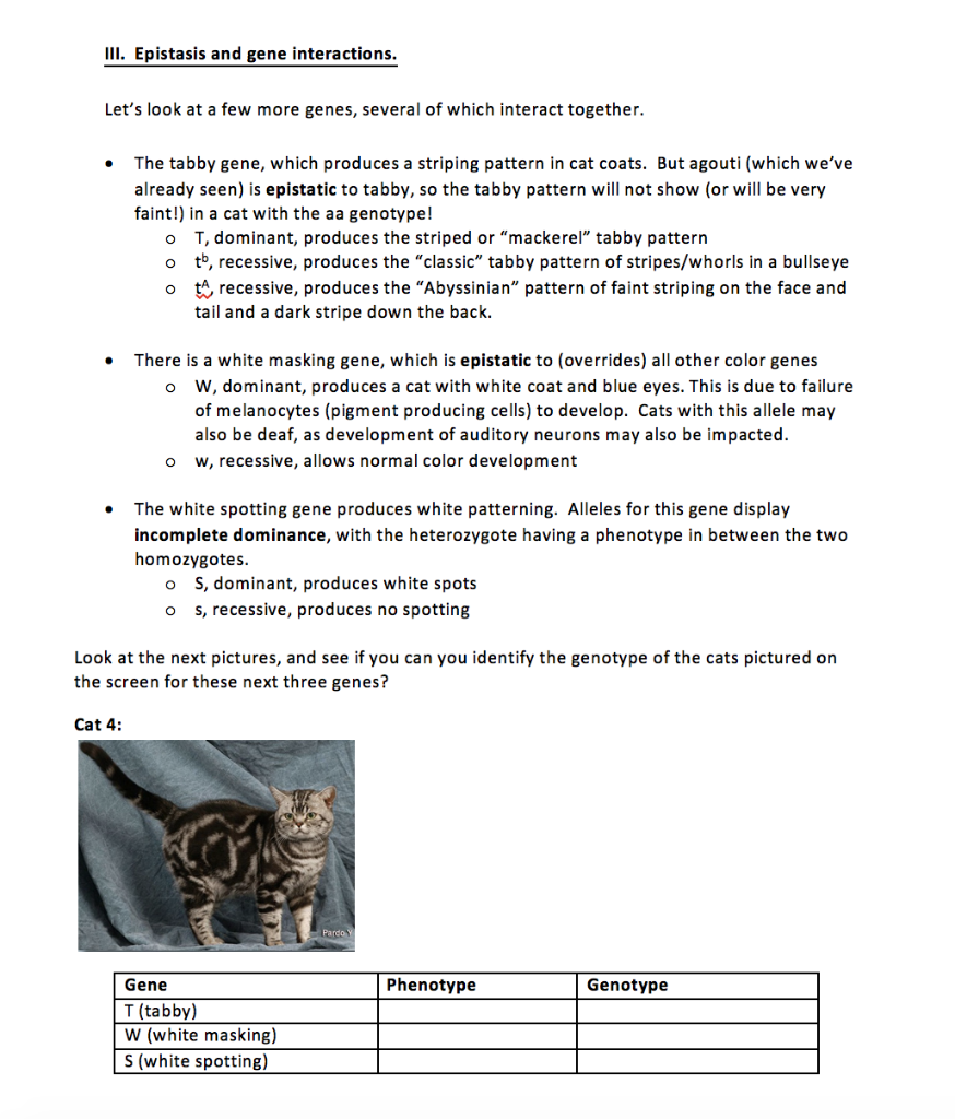 III. Epistasis and gene interactions. Let's look at a | Chegg.com