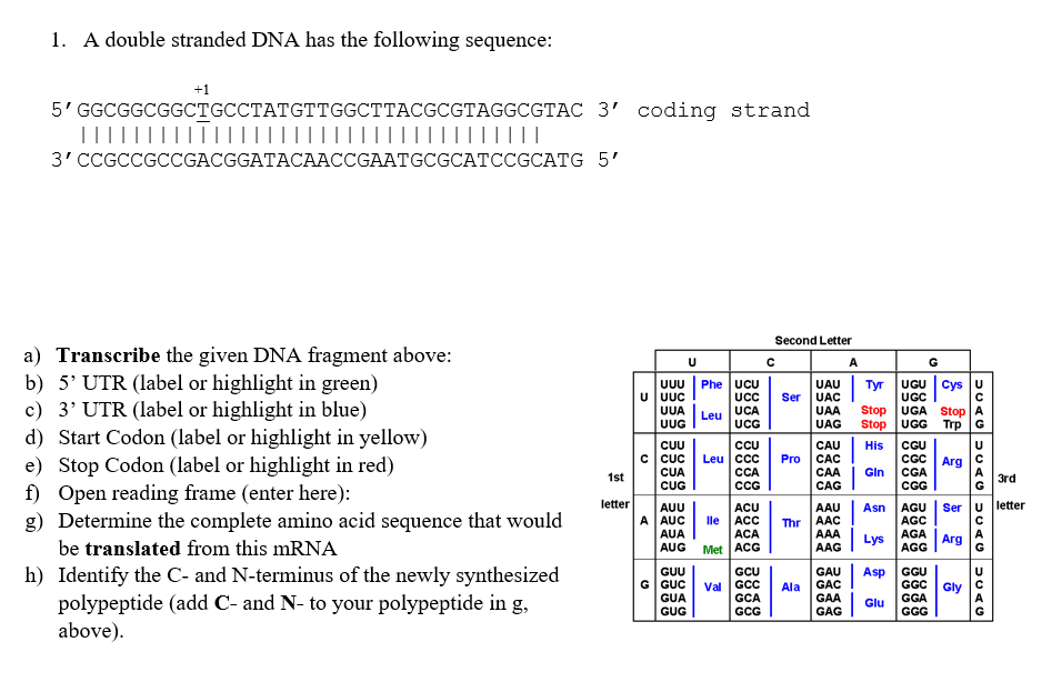 Solved 1. A double stranded DNA has the following sequence: | Chegg.com