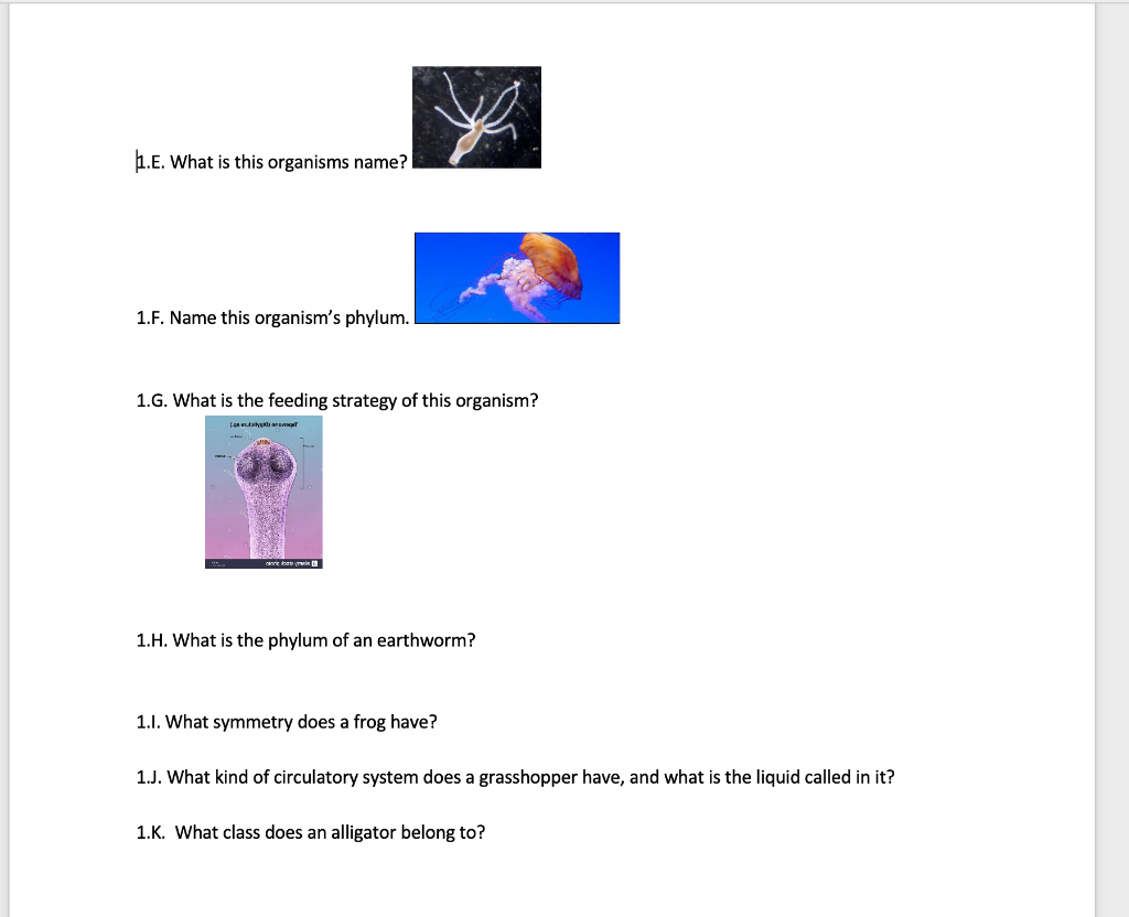 Solved 1.A. What phylum does this organism belong in, and | Chegg.com