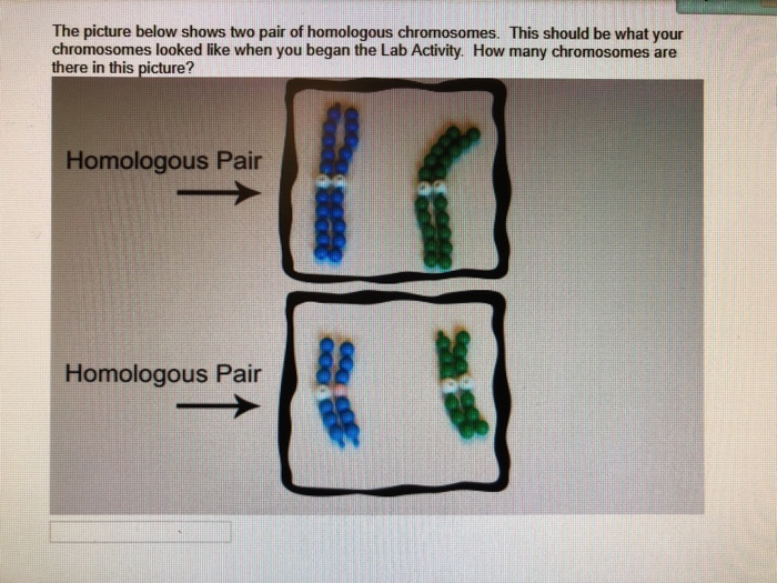 Solved The picture below shows two pair of homologous | Chegg.com