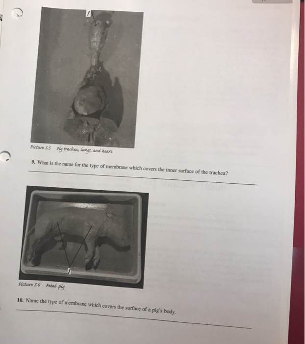 Solved tur Picture 55 Pig trachea, lang, and heart 9. What | Chegg.com