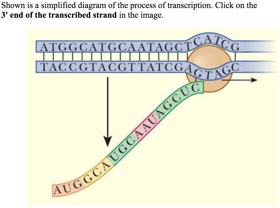 Solved Shown is a simplified diagram of the process of | Chegg.com