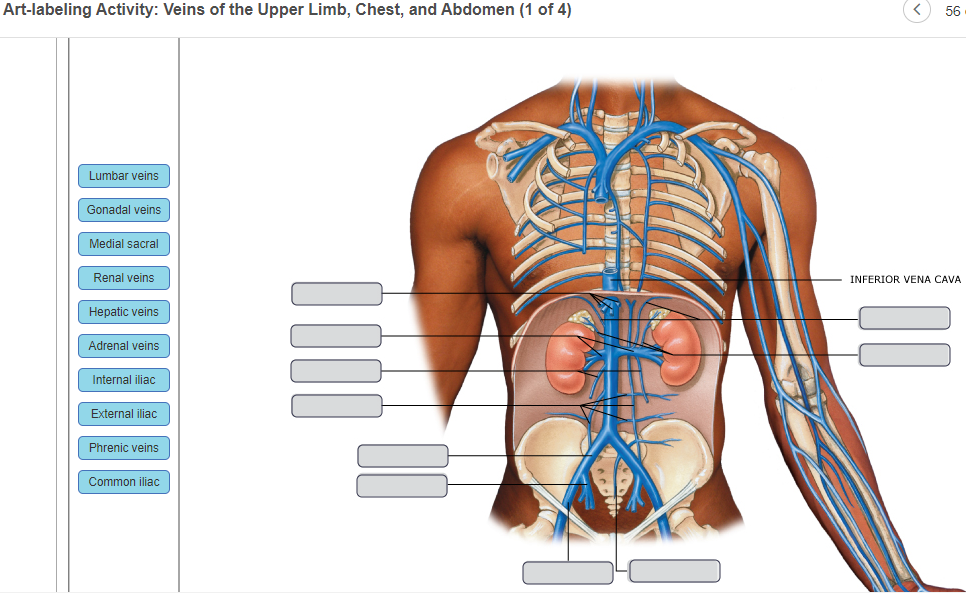 Solved Art-labeling Activity: Veins of the Upper Limb, | Chegg.com
