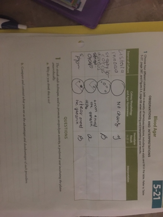 Solved 5-21 Blood Agar OBSERVATIONS AND INTERPRETATIONS 1 | Chegg.com