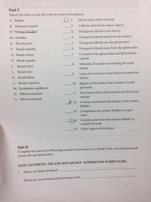 Solved Part C Match the term on the left with its correct | Chegg.com