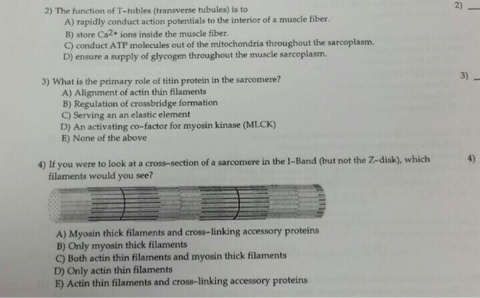 Solved 2) 2) The function of T-tubles (transverse tubules) | Chegg.com