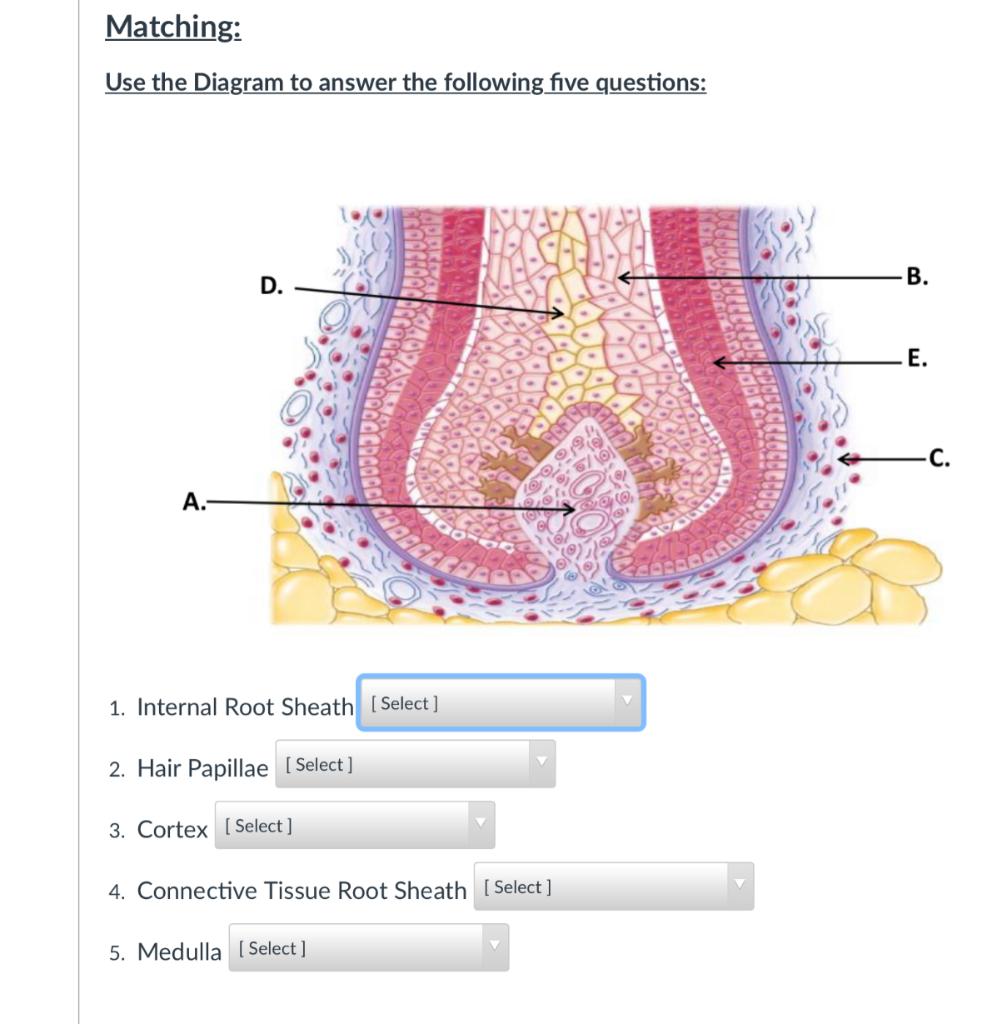 Solved Matching: Use the Diagram to answer the following | Chegg.com