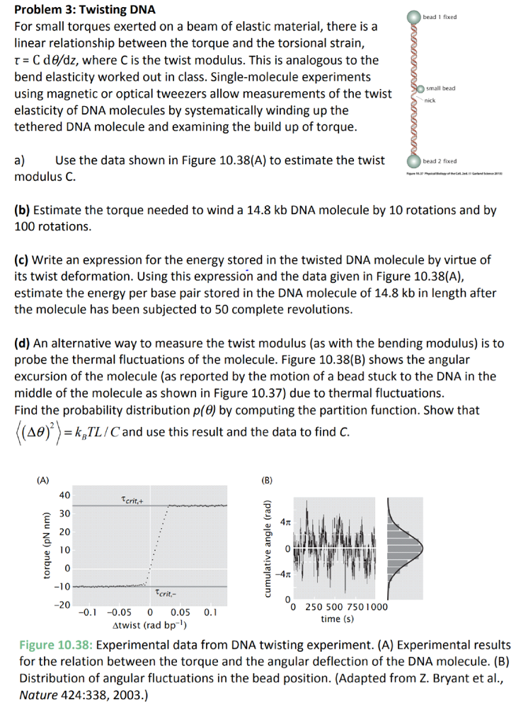 Solved Twisting DNA For small torques exerted on a beam of | Chegg.com