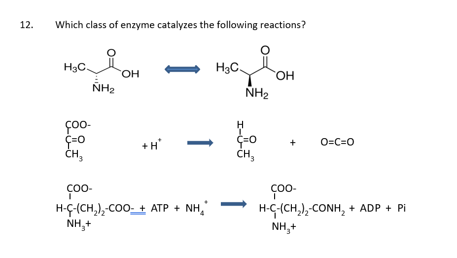 Solved Which class of enzyme catalyzes the following | Chegg.com