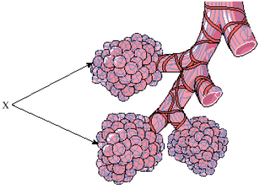 Solved The structures labelled X are | Chegg.com