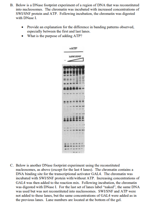 Solved B. Below is a DNase footprint experiment of a region | Chegg.com