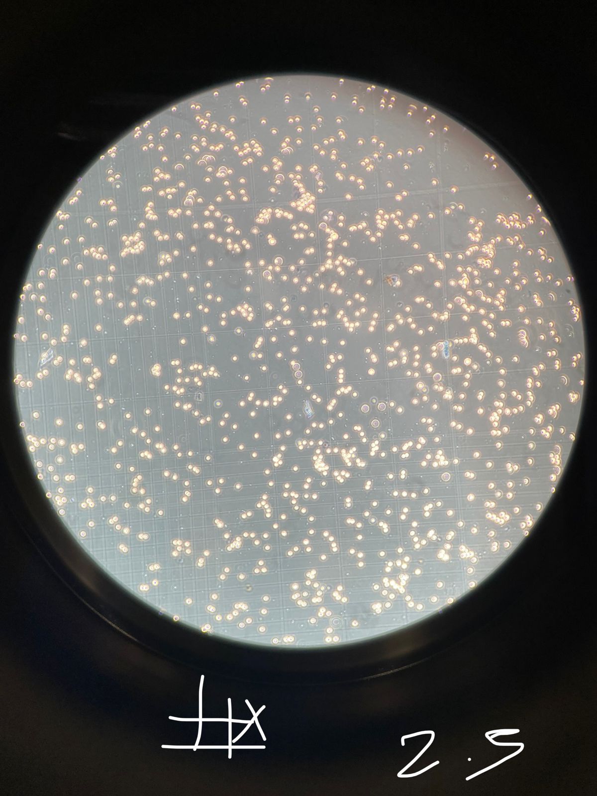 Solved Counting trypsinized cells (with 2.5% 0% (control) | Chegg.com