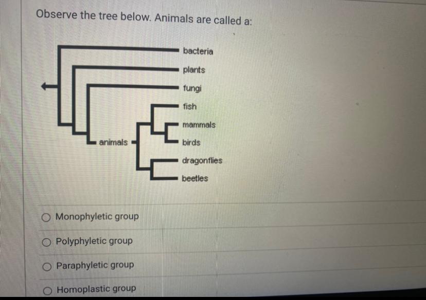 Solved Observe the tree below. Animals are called a: | Chegg.com