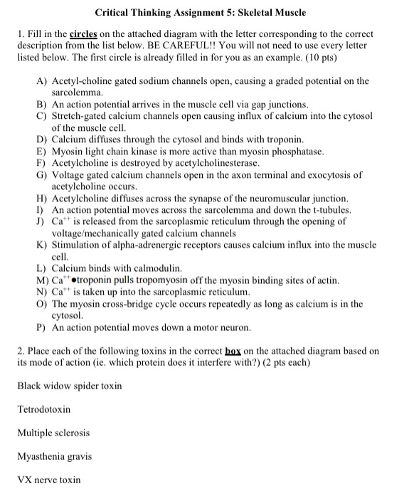 Critical Thinking Assignment 5: Skeletal Muscle 1. | Chegg.com