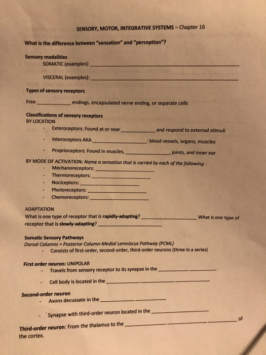 SENSORY, MOTOR, INTEGRATIVE SYSTEMS-Chapter 16 What | Chegg.com