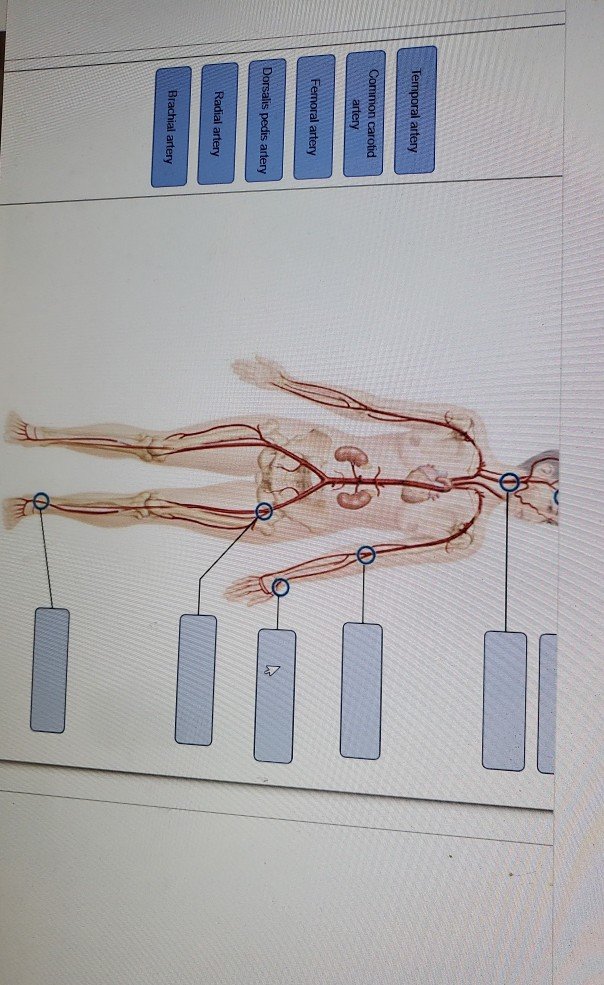 Solved lets begin by reviewing some of the major arteries of | Chegg.com
