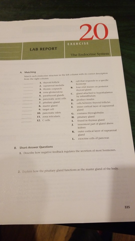 Solved 20 EXERCISE LAB REPORT The Endocrine System A. | Chegg.com