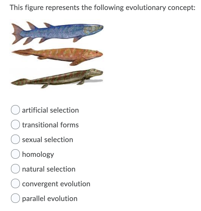 Solved This figure represents the following evolutionary | Chegg.com
