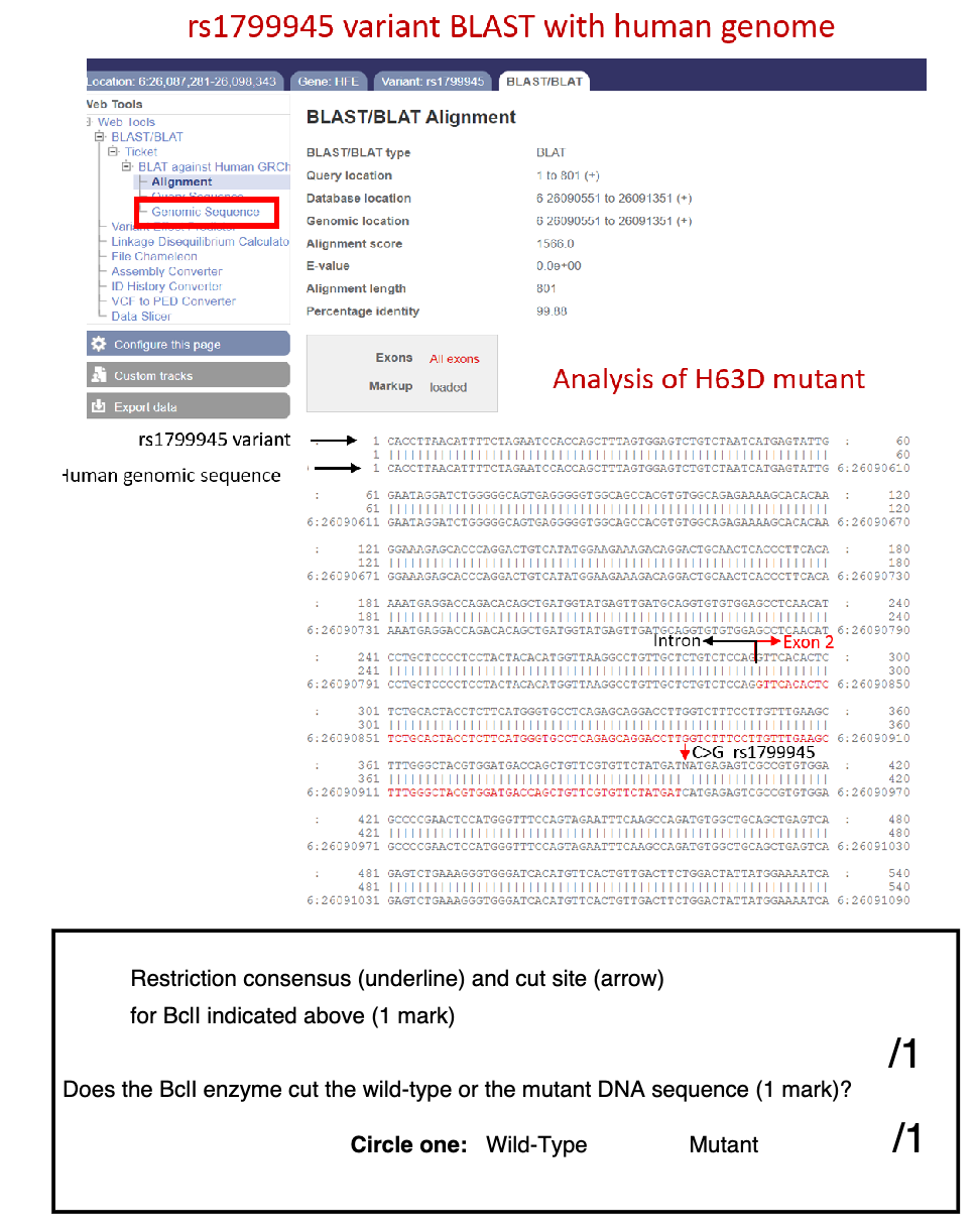 rs1799945 variant BLAST with human genome Restriction | Chegg.com