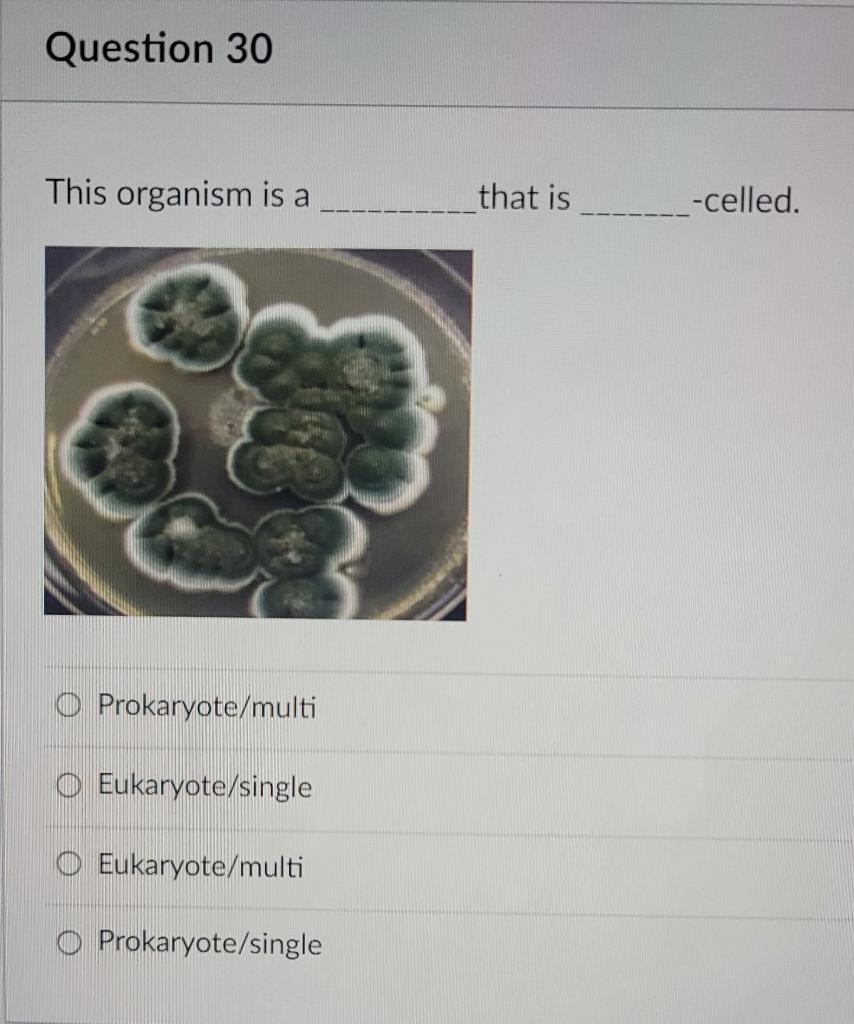 Solved What Supergroup is this organism in? Unikonts | Chegg.com