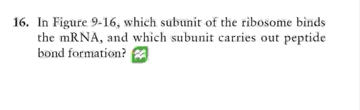 Solved In Figure 9-16, ﻿which subunit of the ribosome | Chegg.com