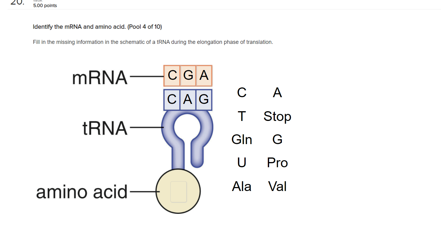 Solved 5.00 points Identify the mRNA and amino acid. (Pool 4 | Chegg.com