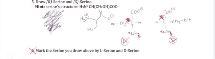 Solved 5. Draw (R)-Serine and (S)-Serine. Hint: serine's | Chegg.com