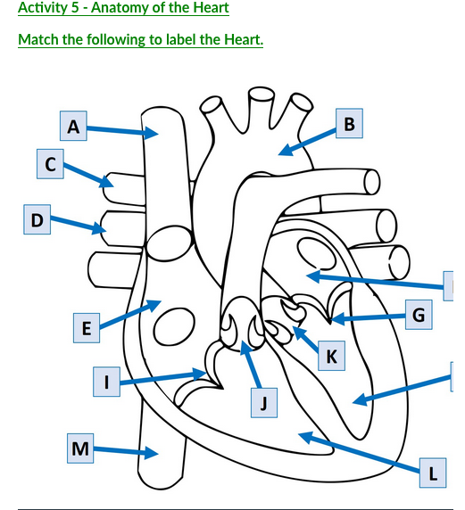 Solved Activity 5 - Anatomy of the Heart Match the following | Chegg.com