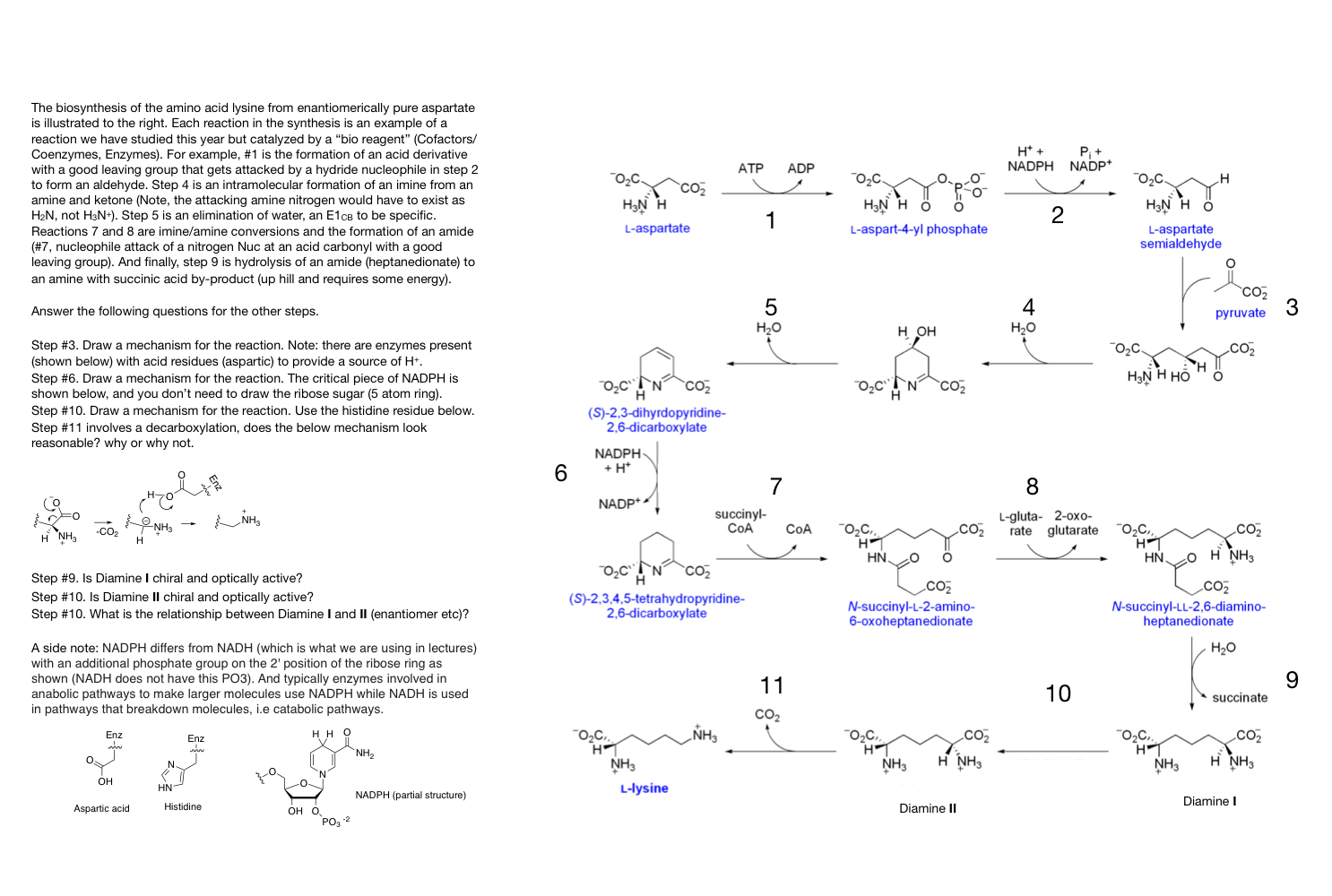 OCCO ATP H + P + NADPH NADP+ ADP The biosynthesis of | Chegg.com